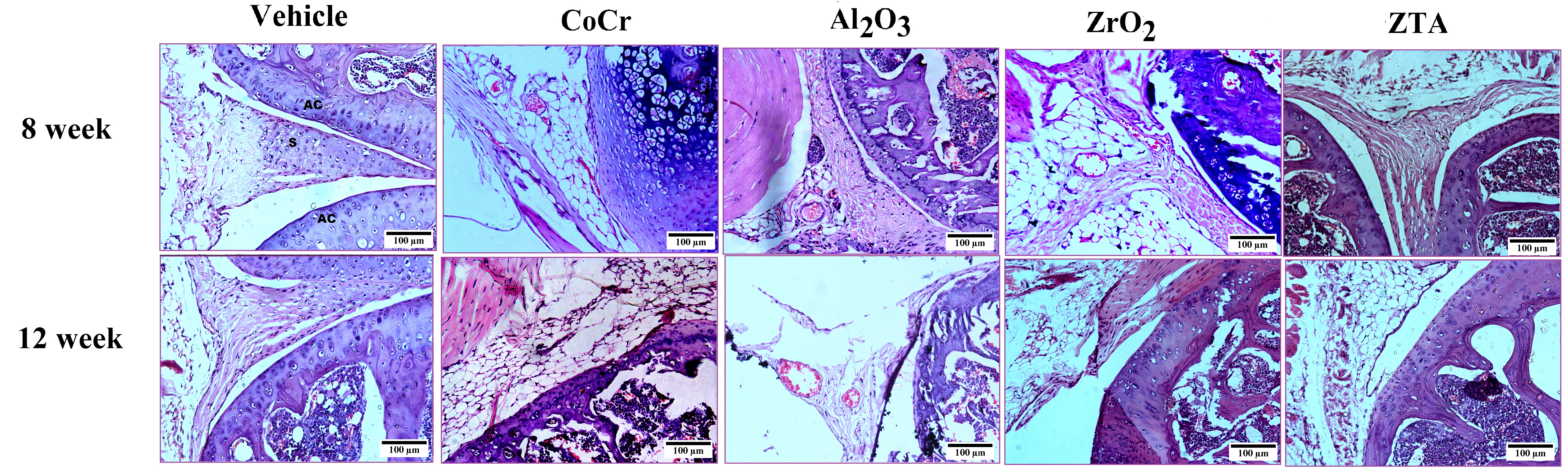 ImageJ=1.48c – Welcome to Prof. Bikramjit Basu's Research Group